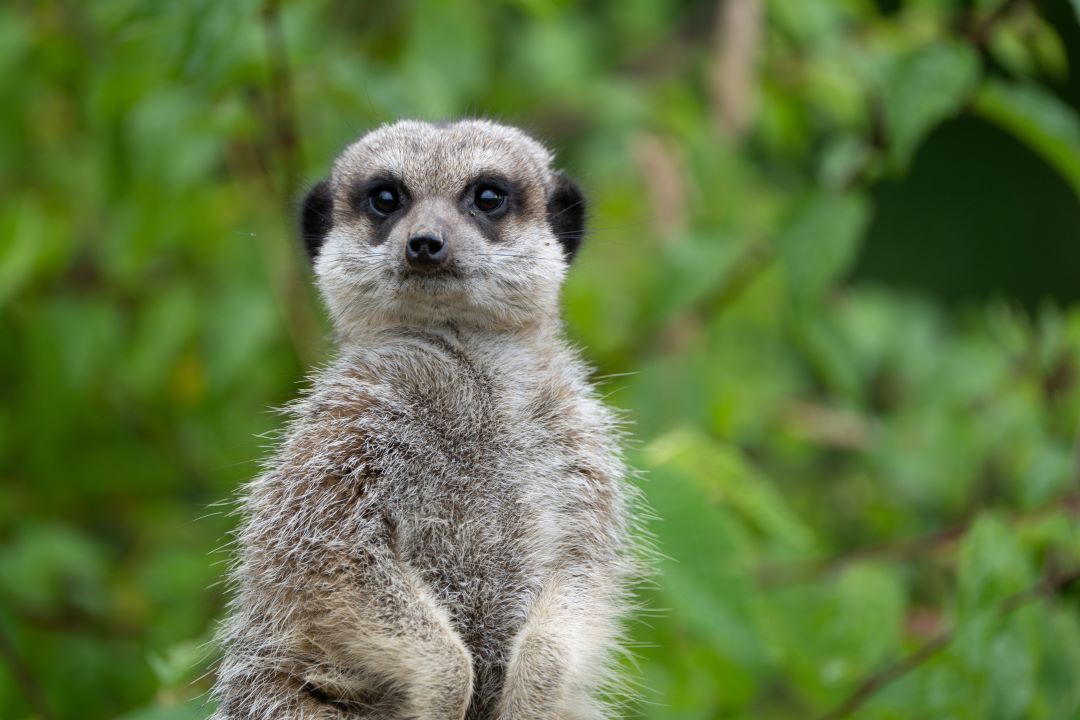 Pop Up Meerkats – davelevy . info / wiki